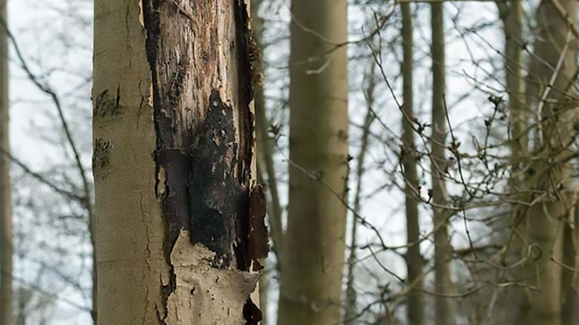 Ash Dieback – DW Treecare