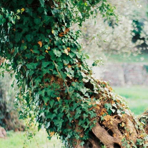 Ivy Severing & Removal – DW Treecare