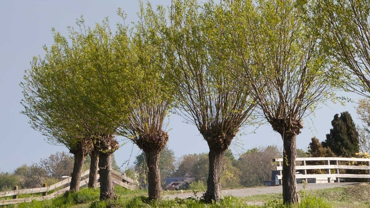 Pollarding – DW Treecare