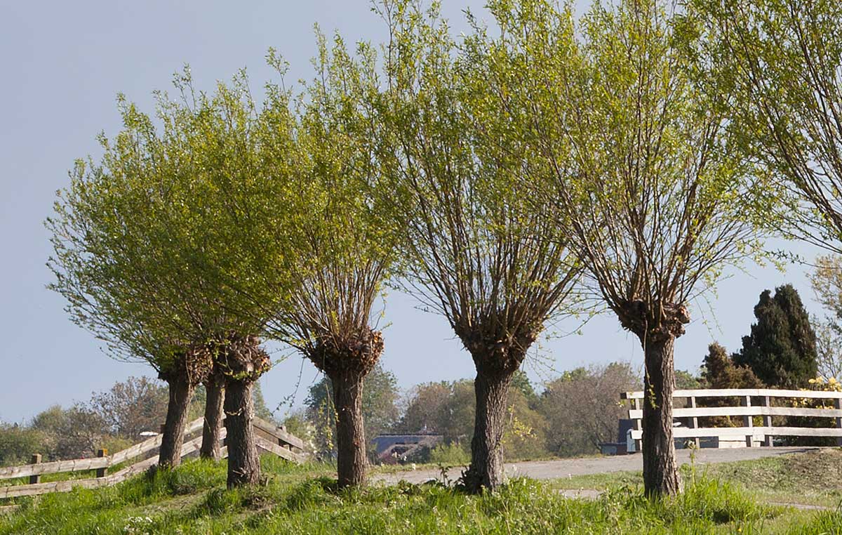 Pollarding – DW Treecare