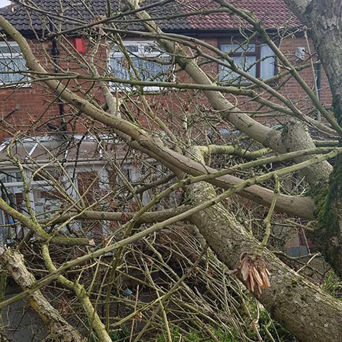 Storm Damage Repairs – DW Treecare