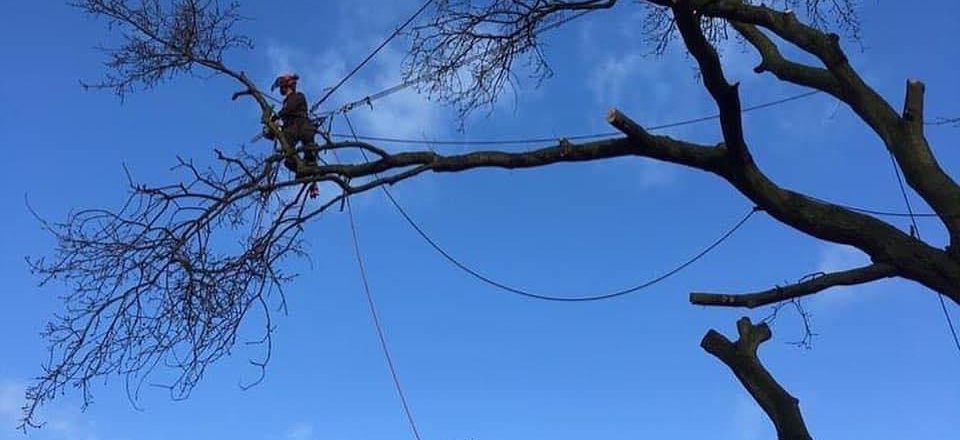 Qualified & Certified – DW Treecare