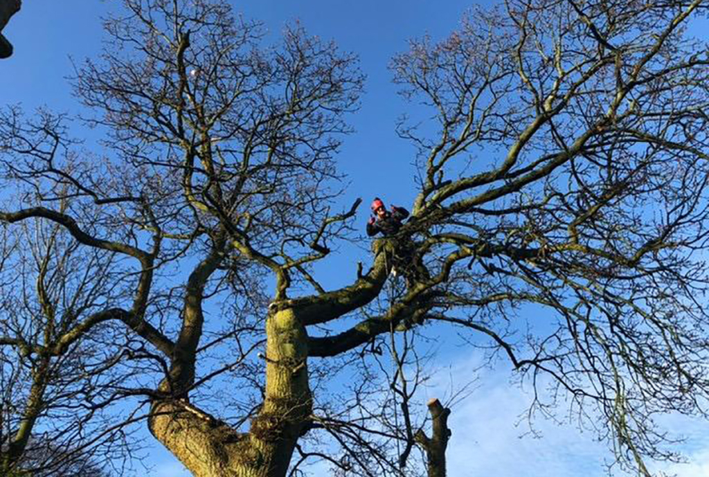 Qualified & Certified – DW Treecare