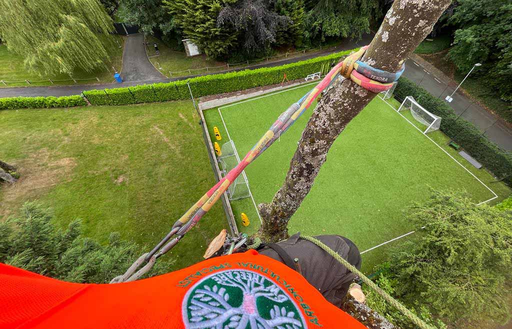 DW Treecare – Arboricultural Specialist